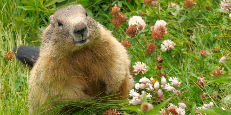 35 Ways to Say Happy Father's Day to Your Son-in-Law » AllWording.com